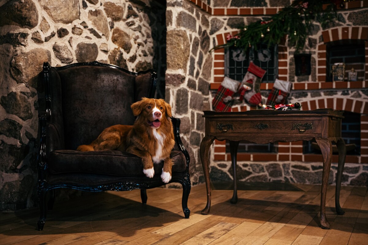 Тайны животных Ilzenbergo Dvaras: экскурсия, в которую влюбляются и дети, и взрослые ...