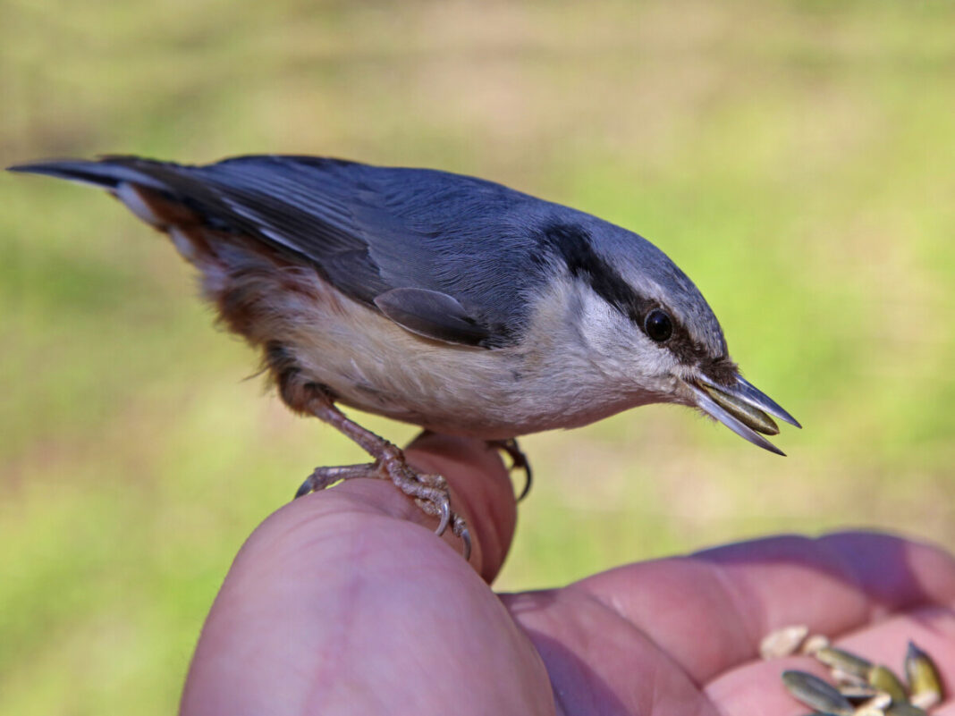 "Птица, склонная к искусству керамики". Птицы Латгалии: поползень - Chayka.lv